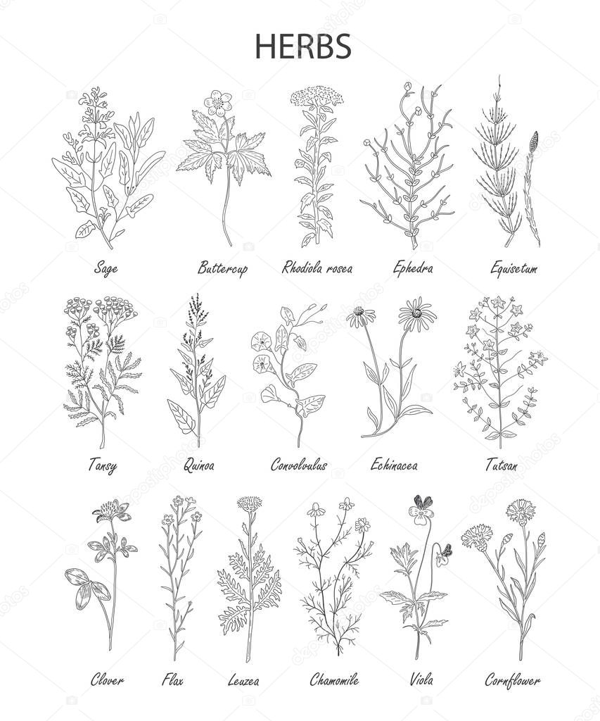 Colección de hierbas dibujadas a mano y flores silvestres aisladas 2023