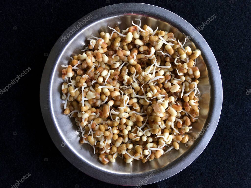 28 Jun 2020 germin polilla o matki Vigna aconitifolia o frijol polilla ...