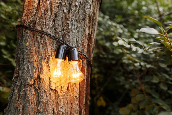 Decorative outdoor string lights hanging on tree in the garden at night ...