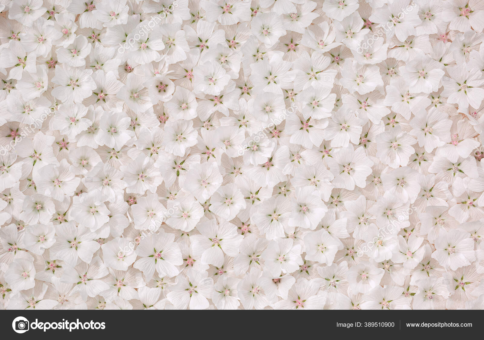 White Flowers Background Floral Pattern Stock Photo by ©AngelinaLubin ...