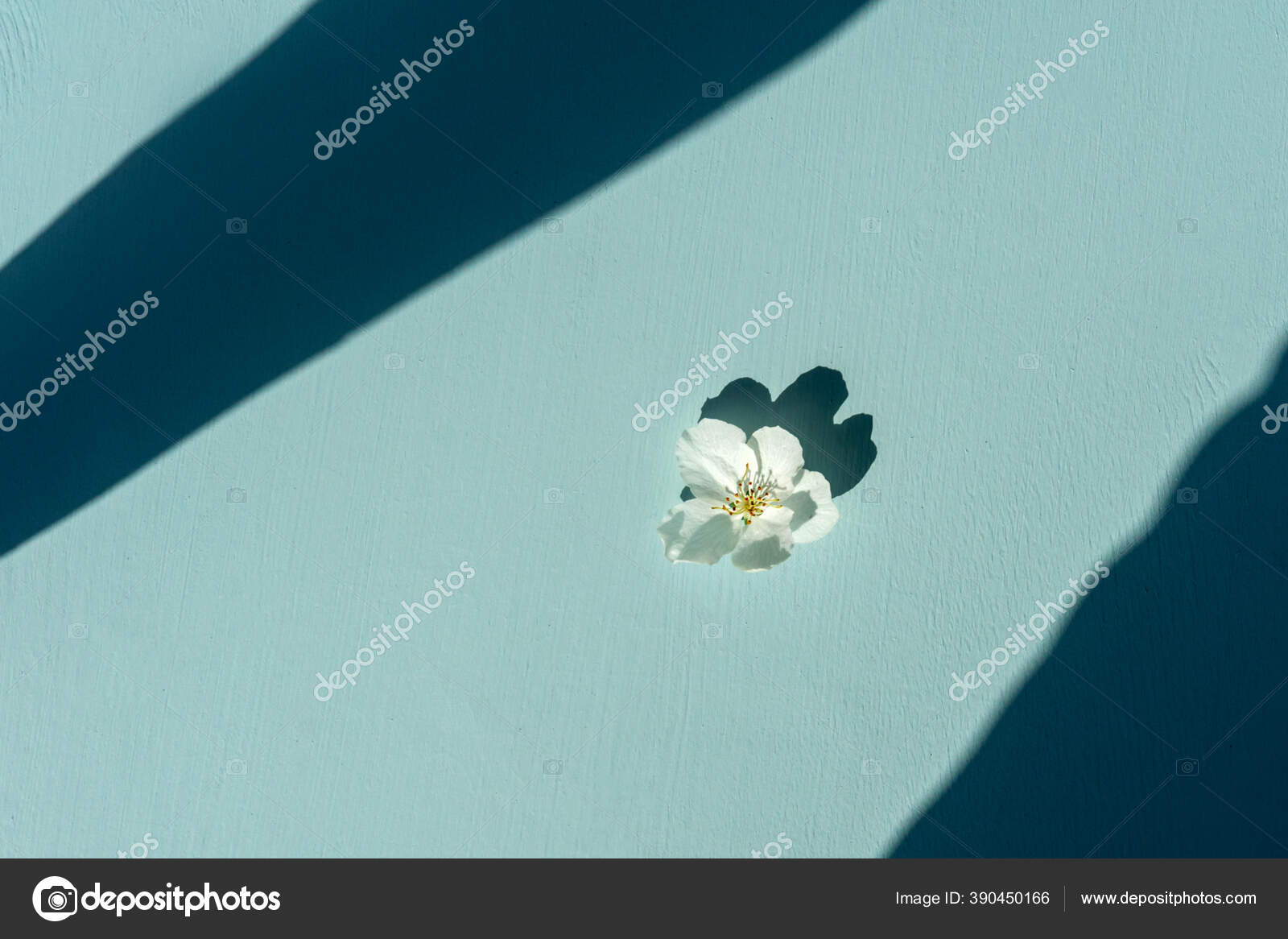 Little Flower Blue Shadows Frame Minimal Nature Summer Concept Flat ...