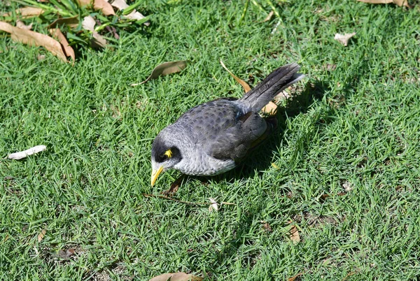 Aboriginal bird of australia Stock Photos, Royalty Free Aboriginal bird ...