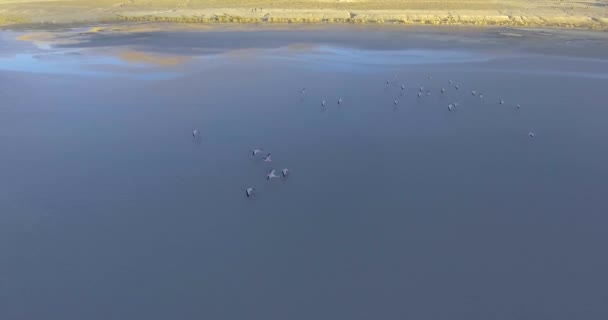 190 Parque flamenco Videos, Royalty-free Stock Parque flamenco Footage ...