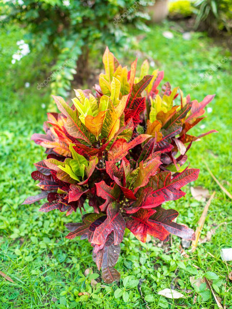 Crotón de Fuego, Crotón de Jardín o Crotón Variegado (Codiaeum ...
