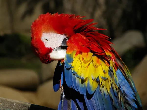 Parrot Scratching its Body with Its Beak in Villa Fermosa, Mexico ...