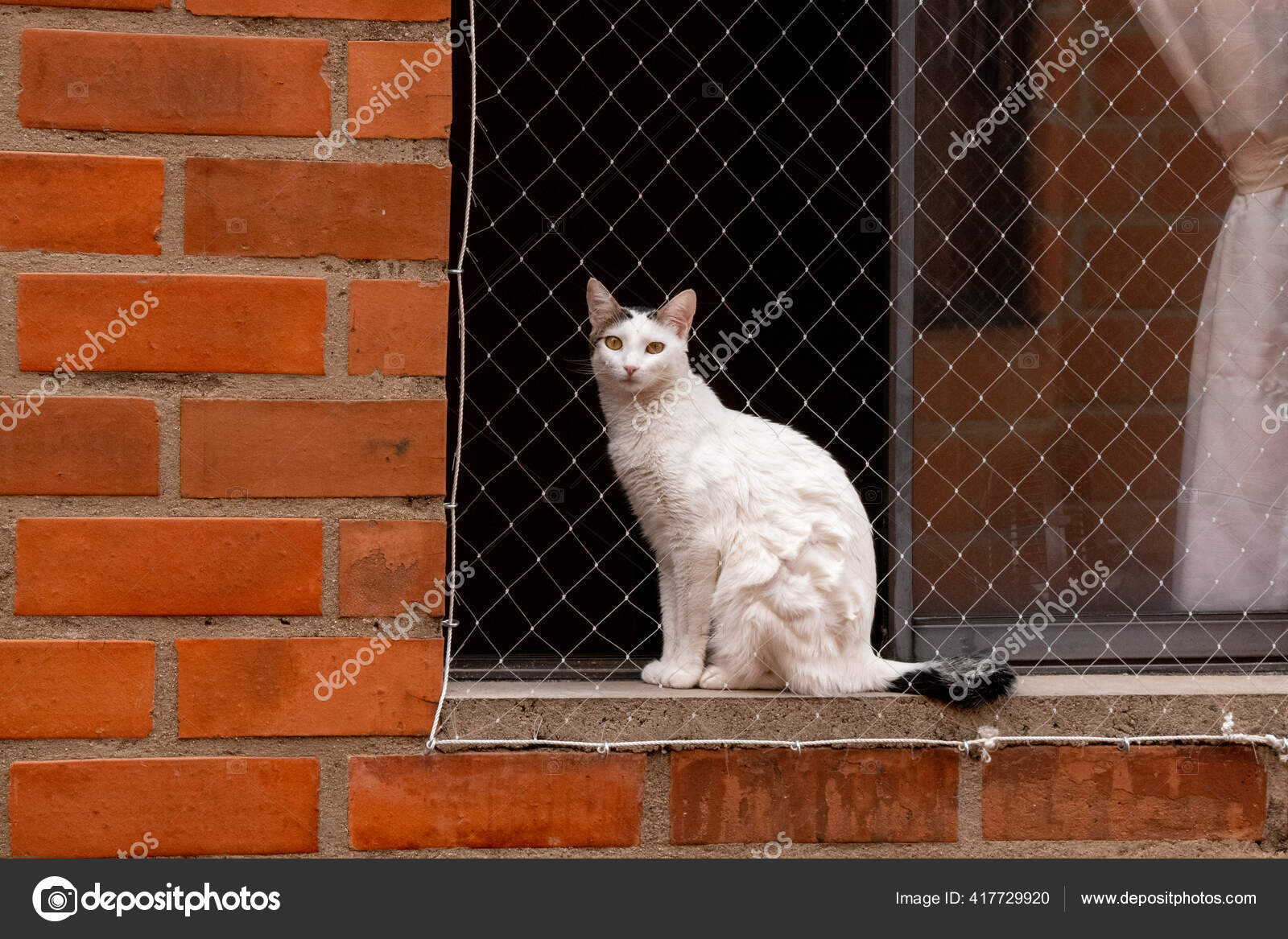 White Cat Window Grill — Stock Photo © alexandrelaprise #417729920