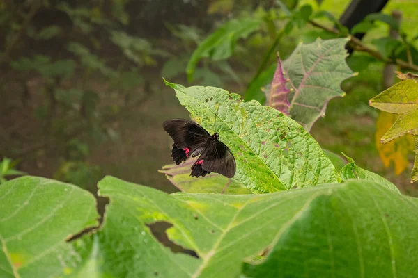 The Ruby-Spotted Swallowtail or Red-Spotted Swallowtail (Papilio ...