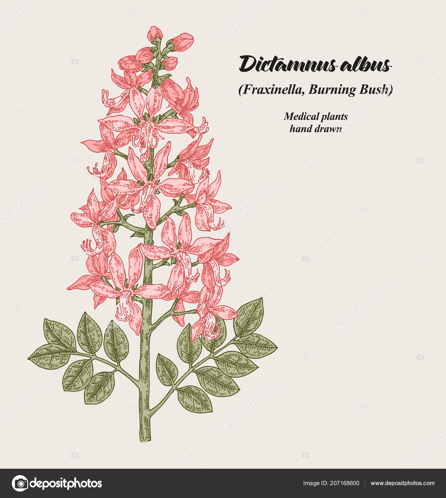 Hand Drawn Wild Plant Diptam Burning Bush Fraxinella Dittany Rarity ...