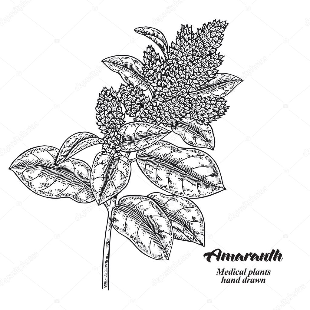 Rama de Amaranto dibujada a mano con hojas y flores aisladas sobre ...