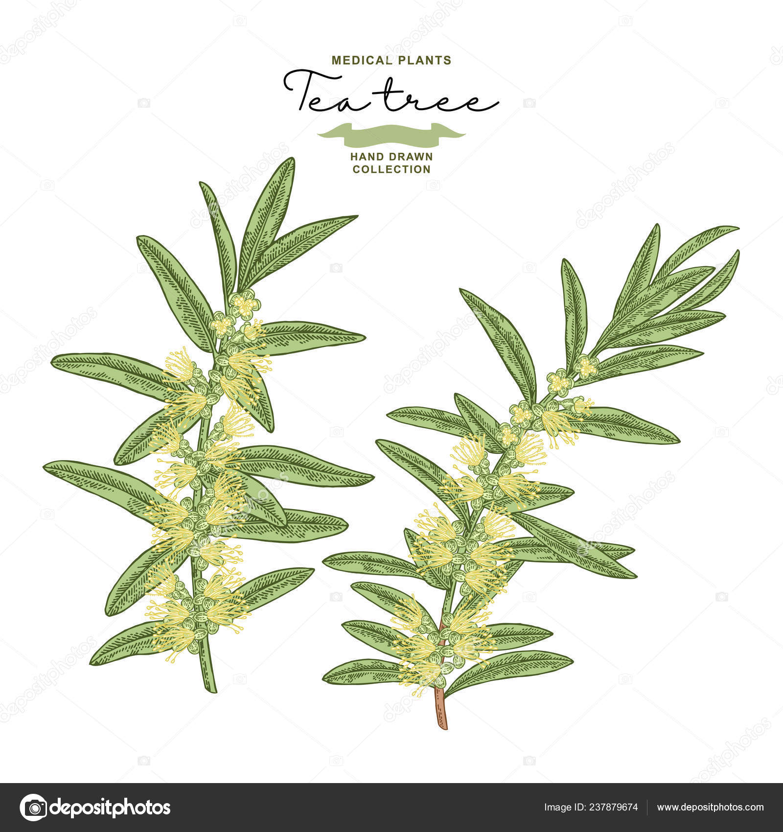 Hand drawn tea tree branches with flowers isolated on white background ...