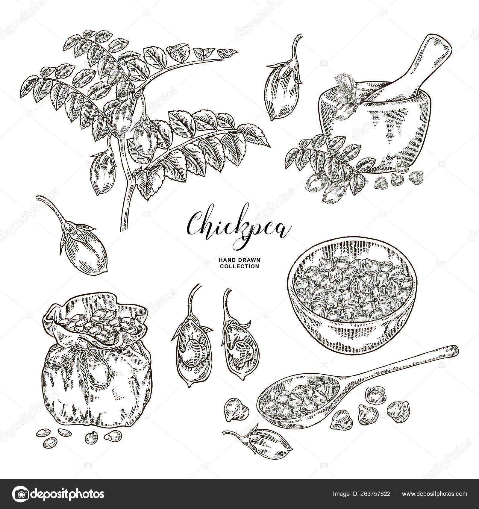 Chickpea plant isolated on white background. Hand drawn legumes. Vector ...