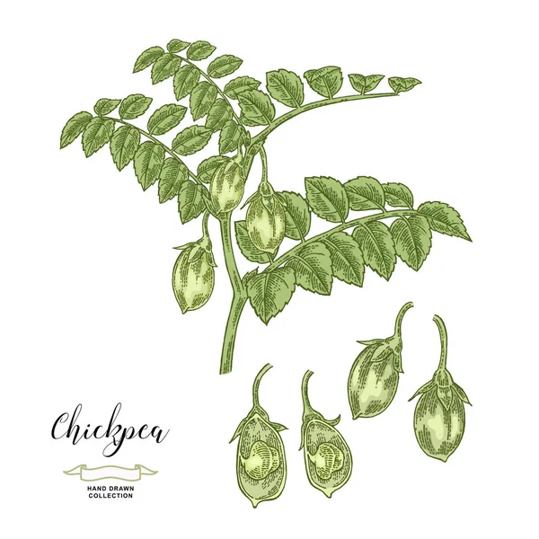 ᐈ Chickpea plant drawing stock vectors, Royalty Free chickpea drawing ...