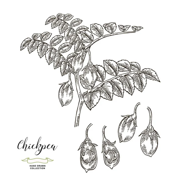 Botanical drawing chickpea Vector Art Stock Images | Depositphotos