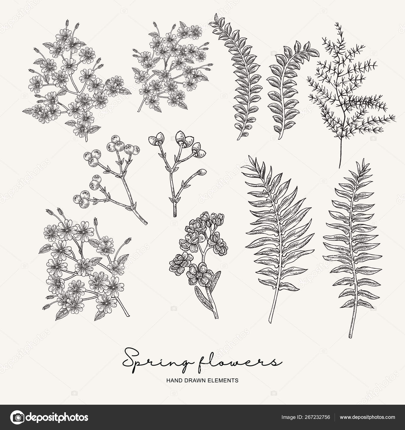 Bregne Botanisk Tegning Botanisk Tidsskrift. Botany; Plants; Plants.