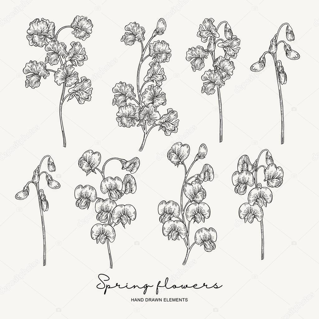 Guisante dulce dibujado a mano. Set de flores de primavera. Plantas de jard n. Ilustraci n del ...