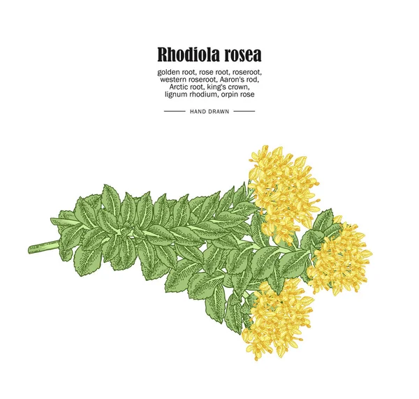 Rhodiola rosea Stock Vectors, Royalty Free Rhodiola rosea Illustrations ...