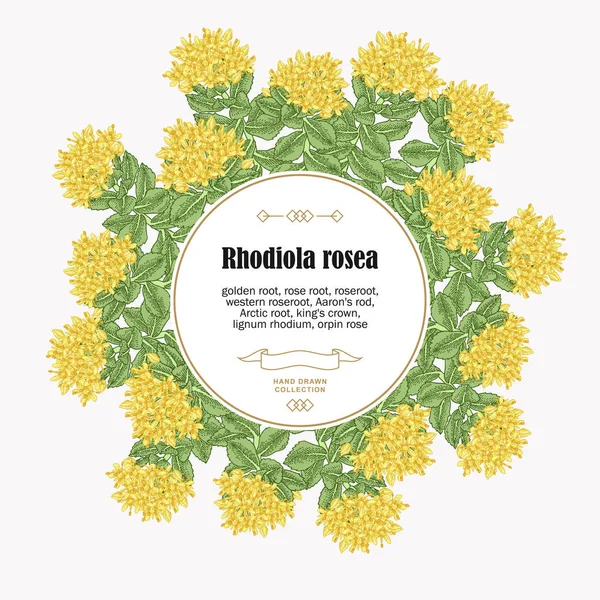 Rhodiola rosea Stock Vectors, Royalty Free Rhodiola rosea Illustrations ...