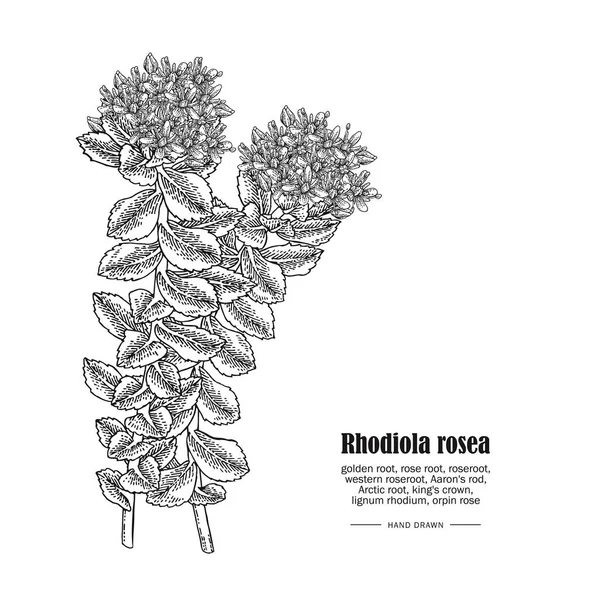 Rhodiola rosea Stock Vectors, Royalty Free Rhodiola rosea Illustrations ...