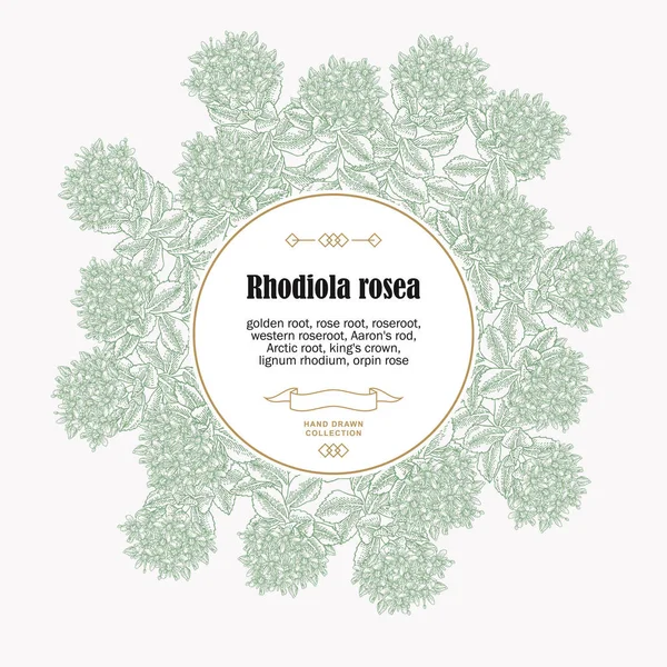 Rhodiola rosea Stock Vectors, Royalty Free Rhodiola rosea Illustrations ...