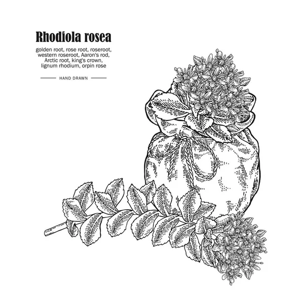 Rhodiola rosea Stock Vectors, Royalty Free Rhodiola rosea Illustrations ...