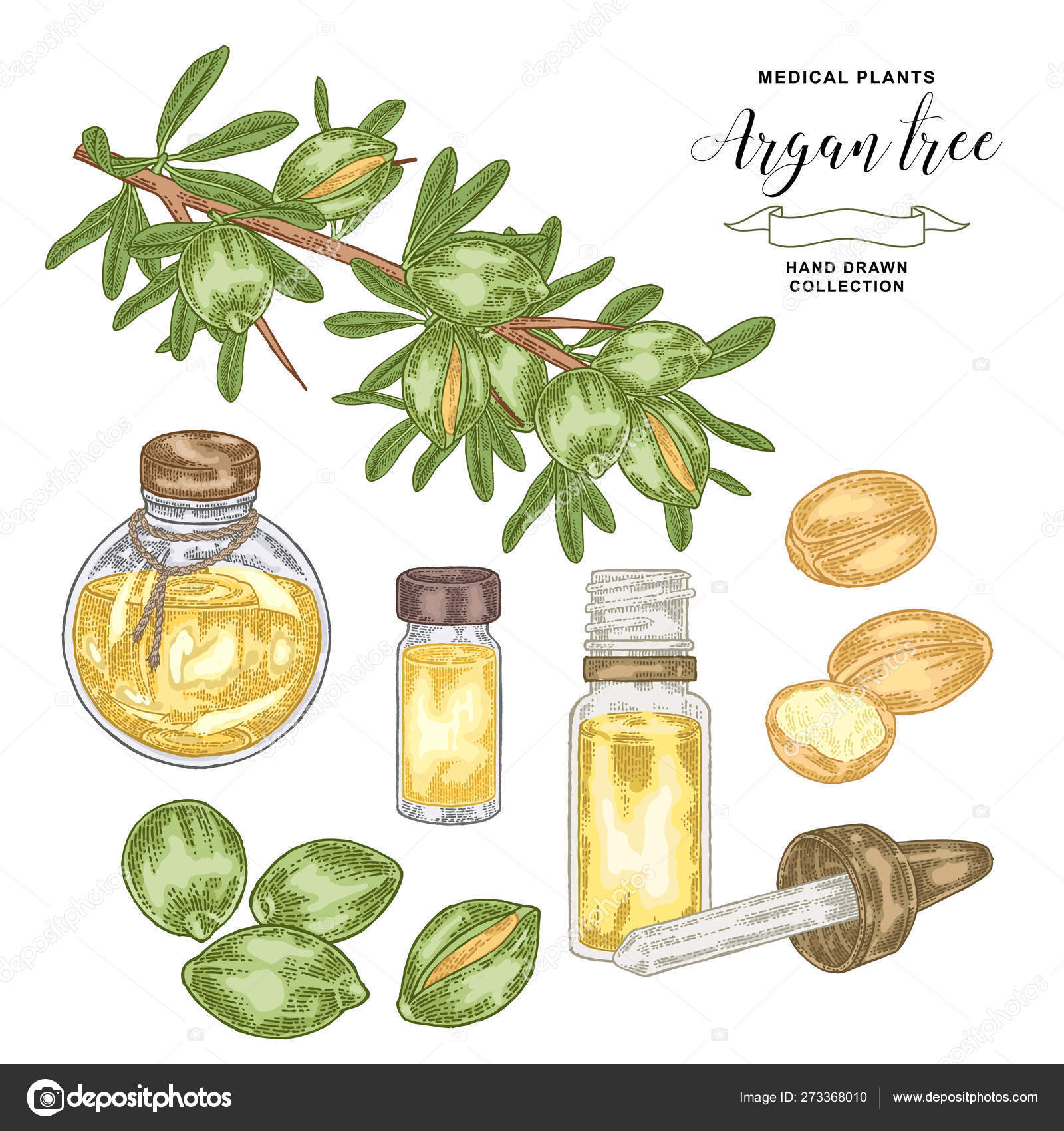 Argan tree, argania branch with nuts and flowers. Medical and cosmetic ...