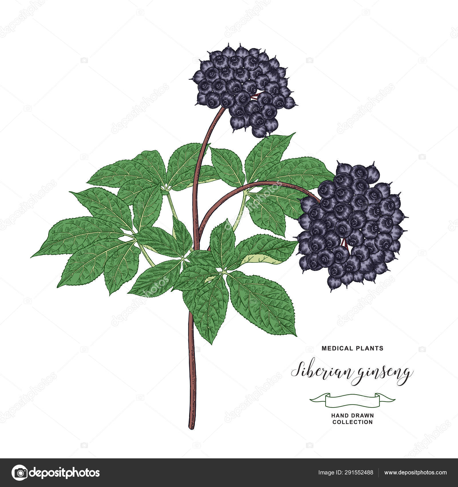 Siberian ginseng plant. Eleutherococcus senticosus, devil's bush or ...