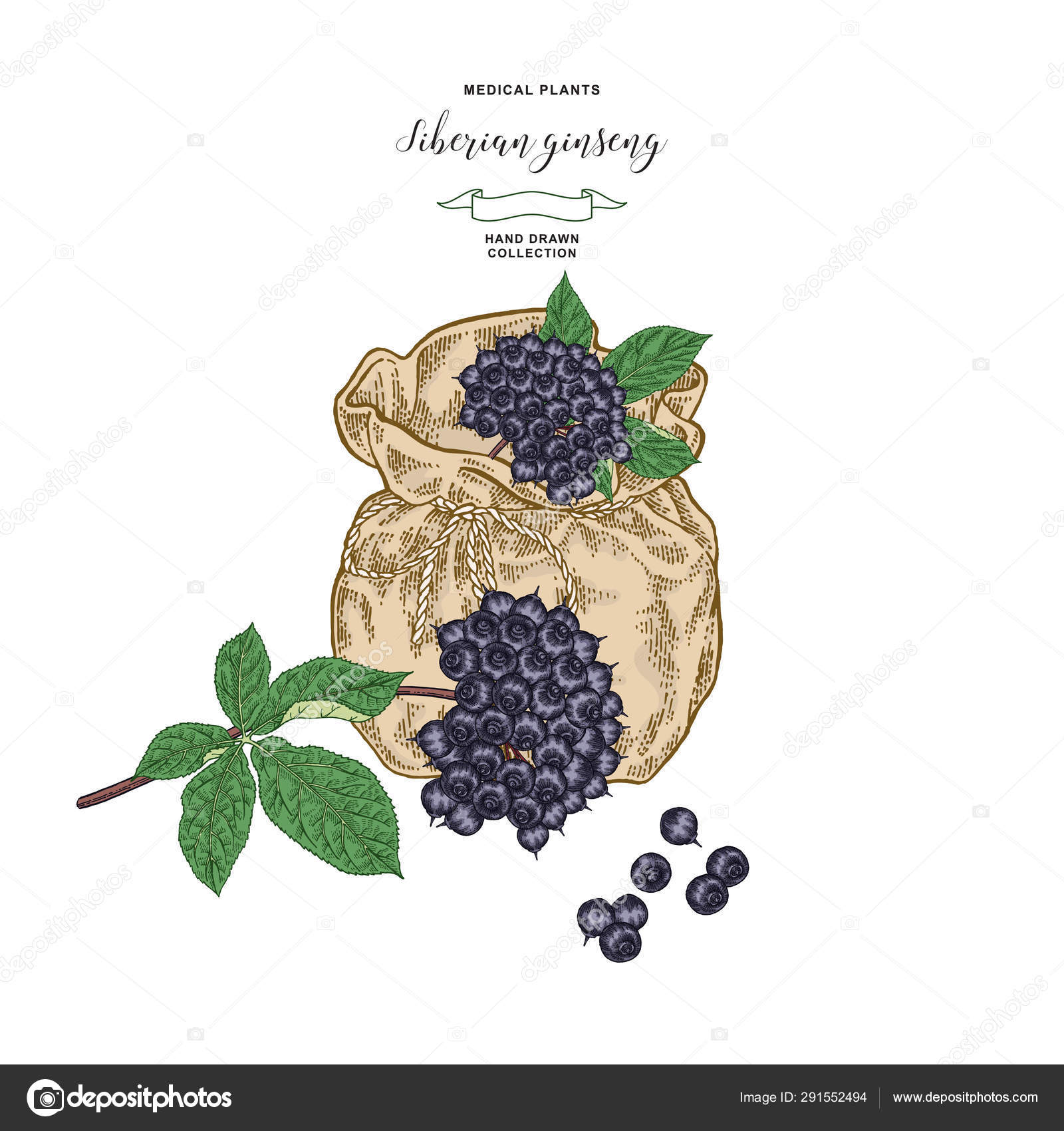 Siberian ginseng plant. Eleutherococcus senticosus or eleuthero hand ...