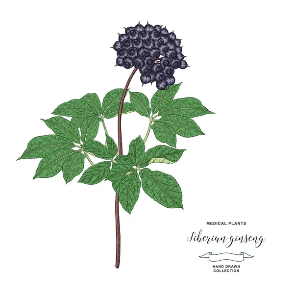 Gren av eleutherococcus Vector Art Stock Images | Depositphotos