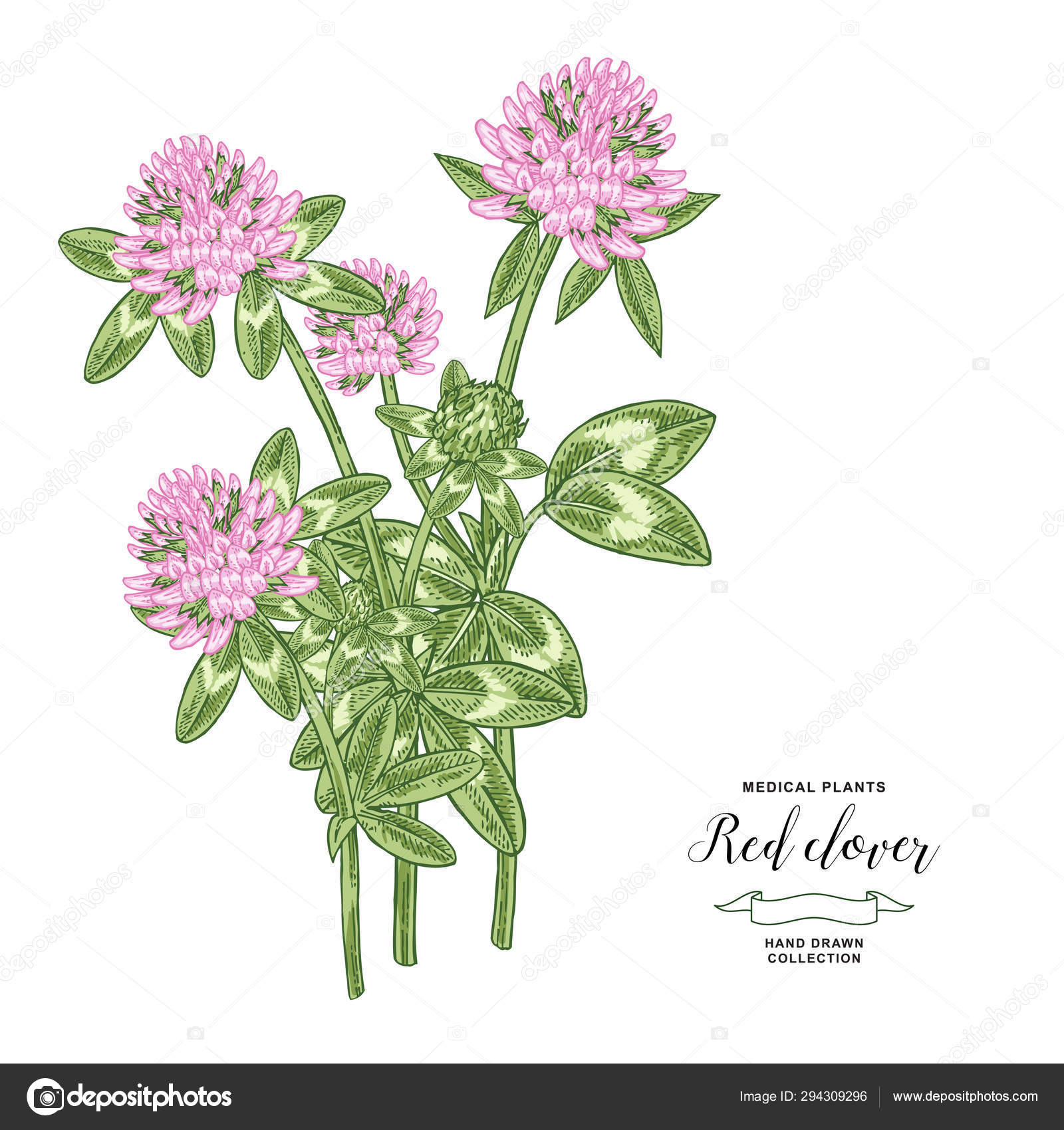 Red Clover Drawing Stock Illustration „Hand Drawn Illustration, Icon