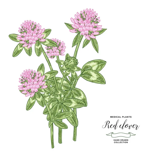 Red Clover Drawing
