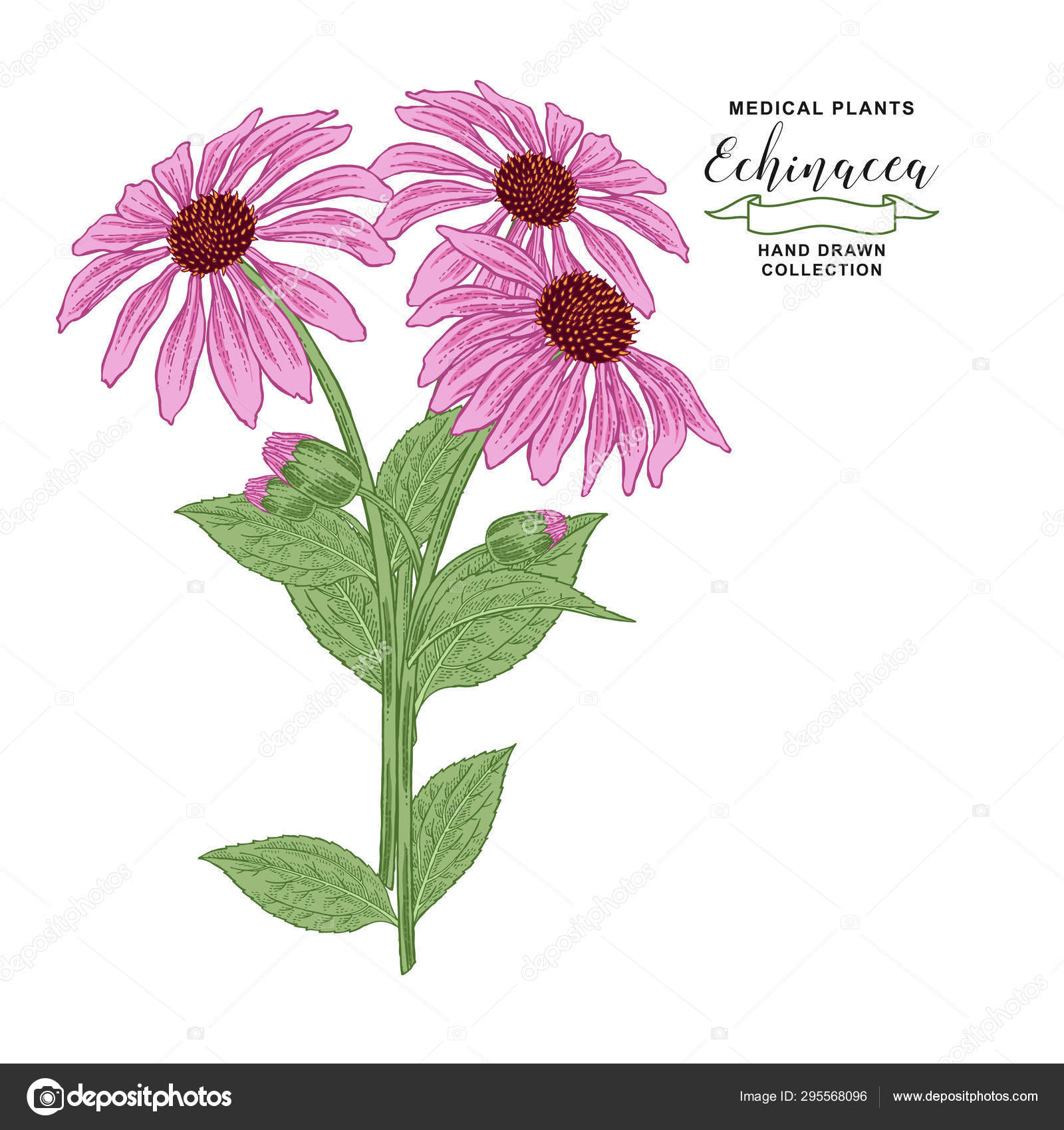 Echinacea Plant Drawing