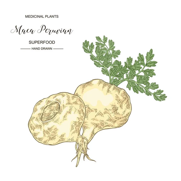 Maca peruvian plant. Hand drawn root of maca. Medical plants collection ...