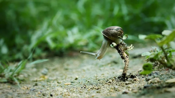 Parable parable parable Stock Photos, Royalty Free Parable parable ...