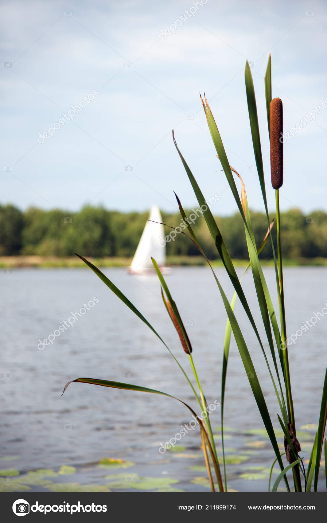 Typha Angustifolia Water Lake Boat Background Stock Photo by ...