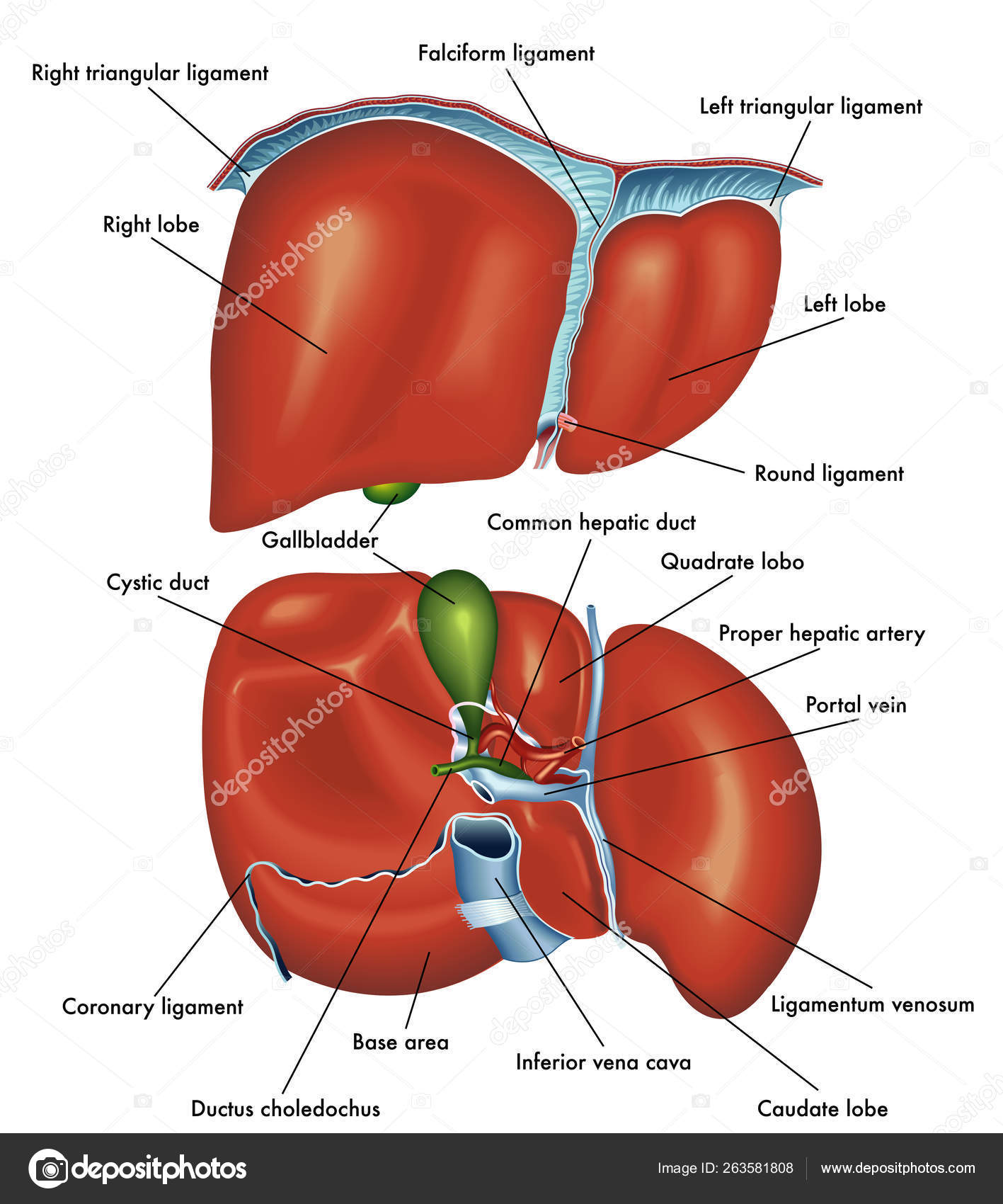 Liver Anatomy Vector Illustration White Background Stock Vector Image ...