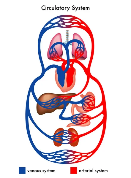 Circulatory System Simply Vector Illustration Stock Vector by ©rob3000 ...