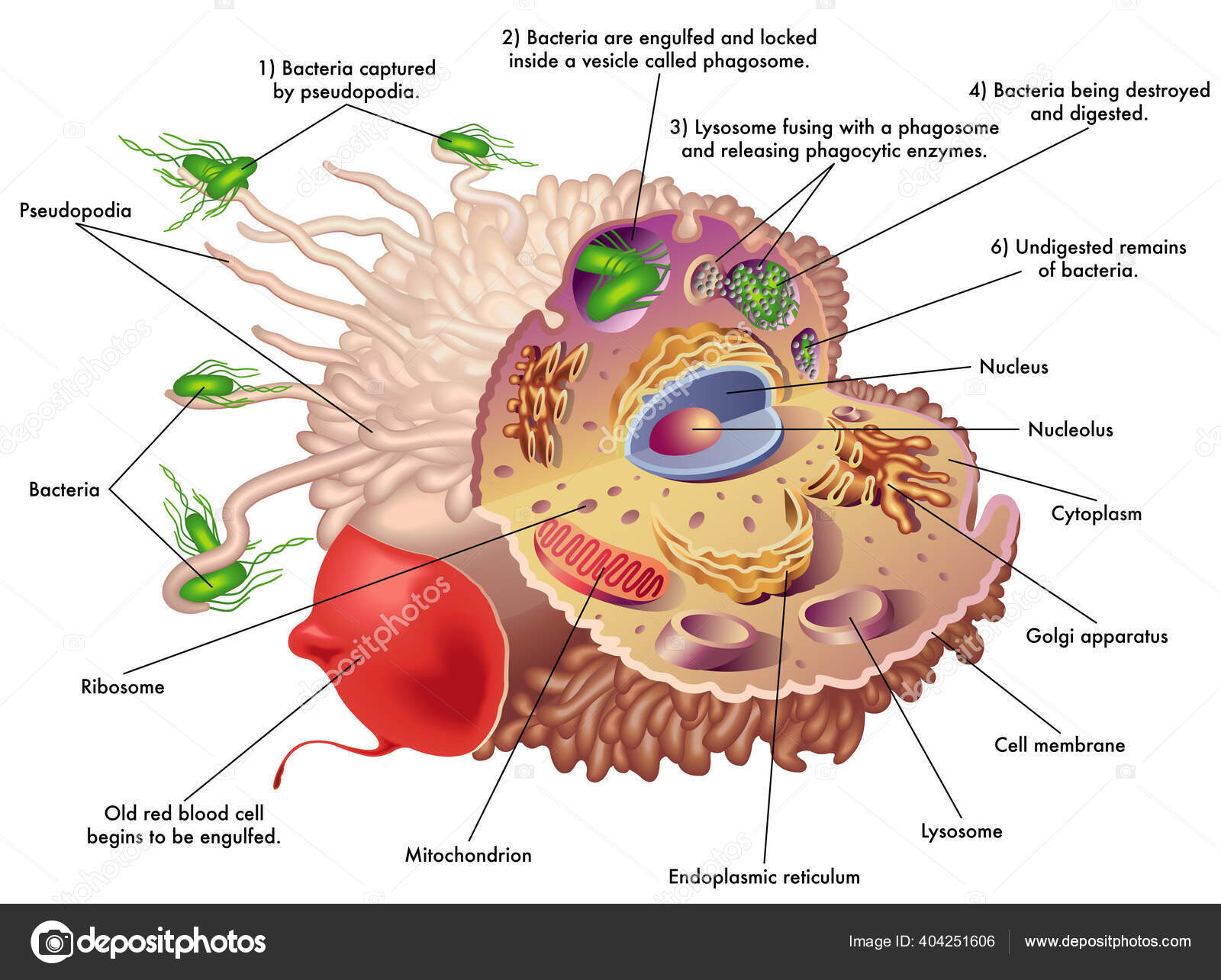 White Blood Cell Structure Diagram
