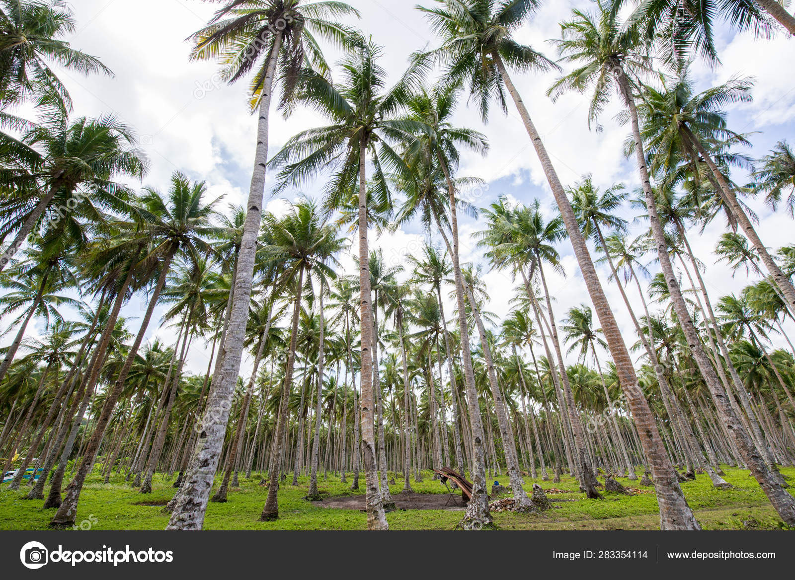 Tropical Rainforest Coconut Tree