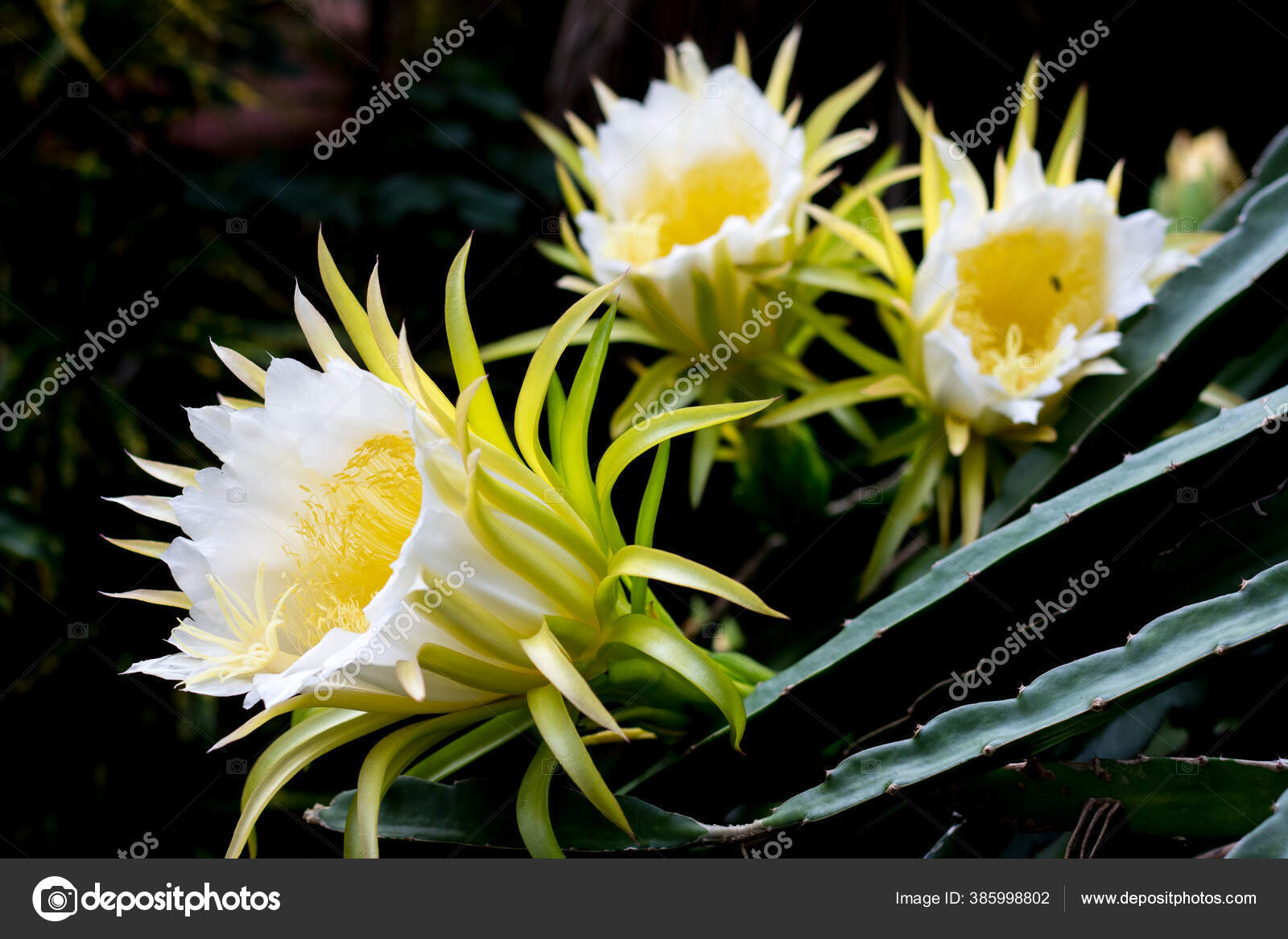 White Dragon Fruit Flower Climber Planting Floral Nature Background ...