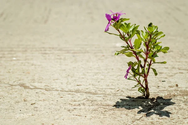 What a wonderful world Stock Photos, Royalty Free What a wonderful ...