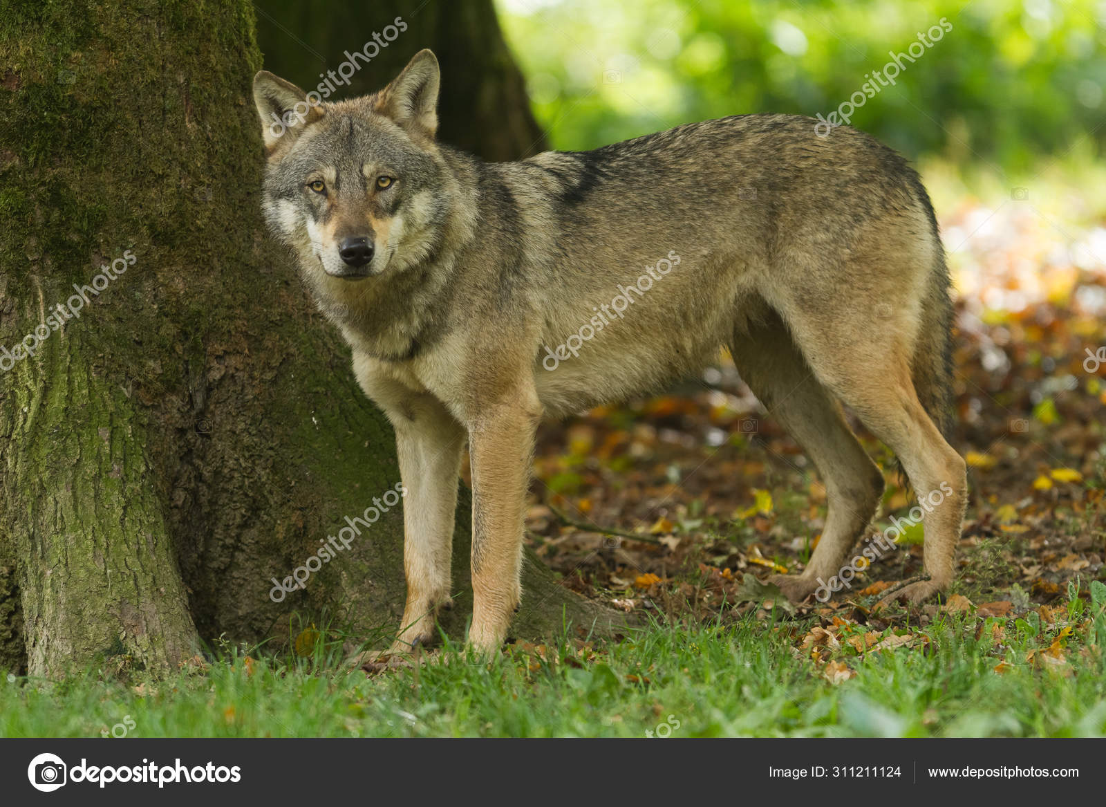 Grey Wolf In Forest