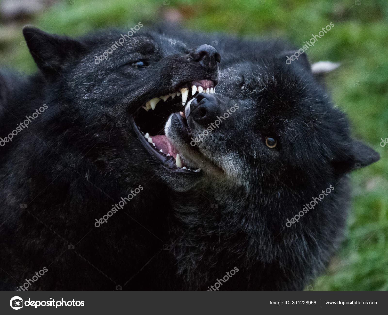 Black Wolf Angry