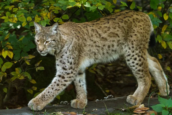 Lince europea Foto Stock, Lince europea Immagini | Depositphotos