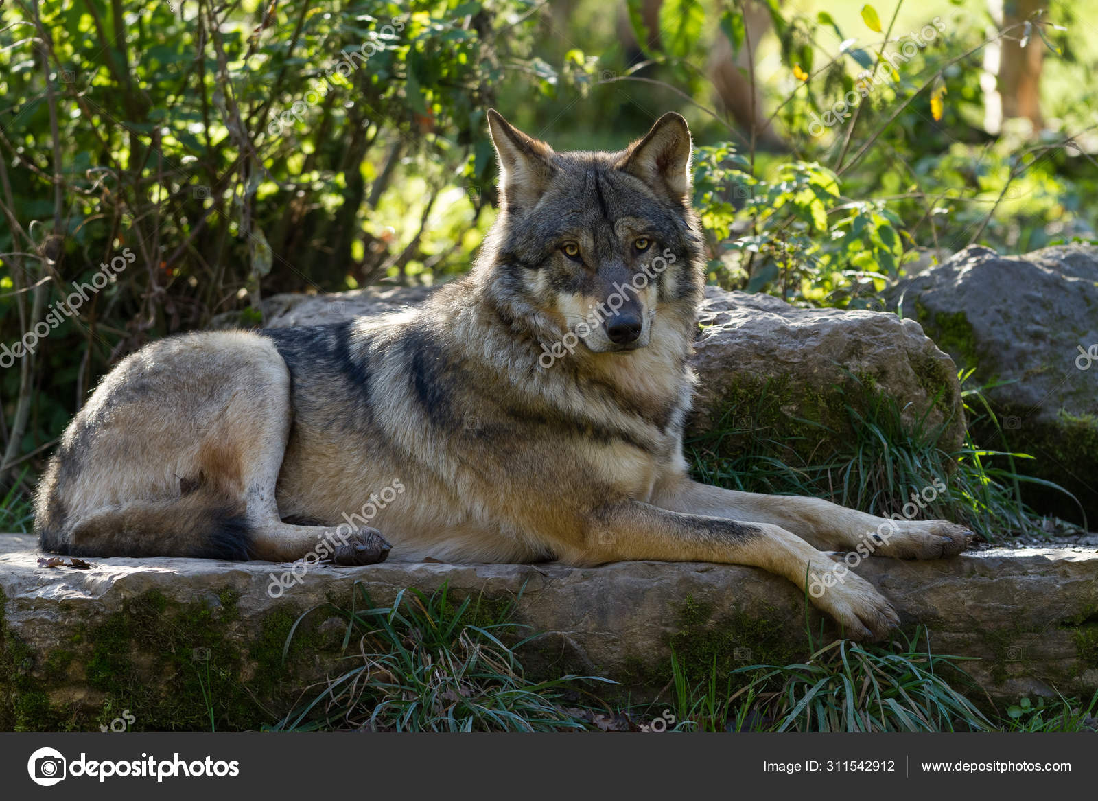 Grey Wolf Seated Forest Stock Photo by ©waitandshoot 311542912