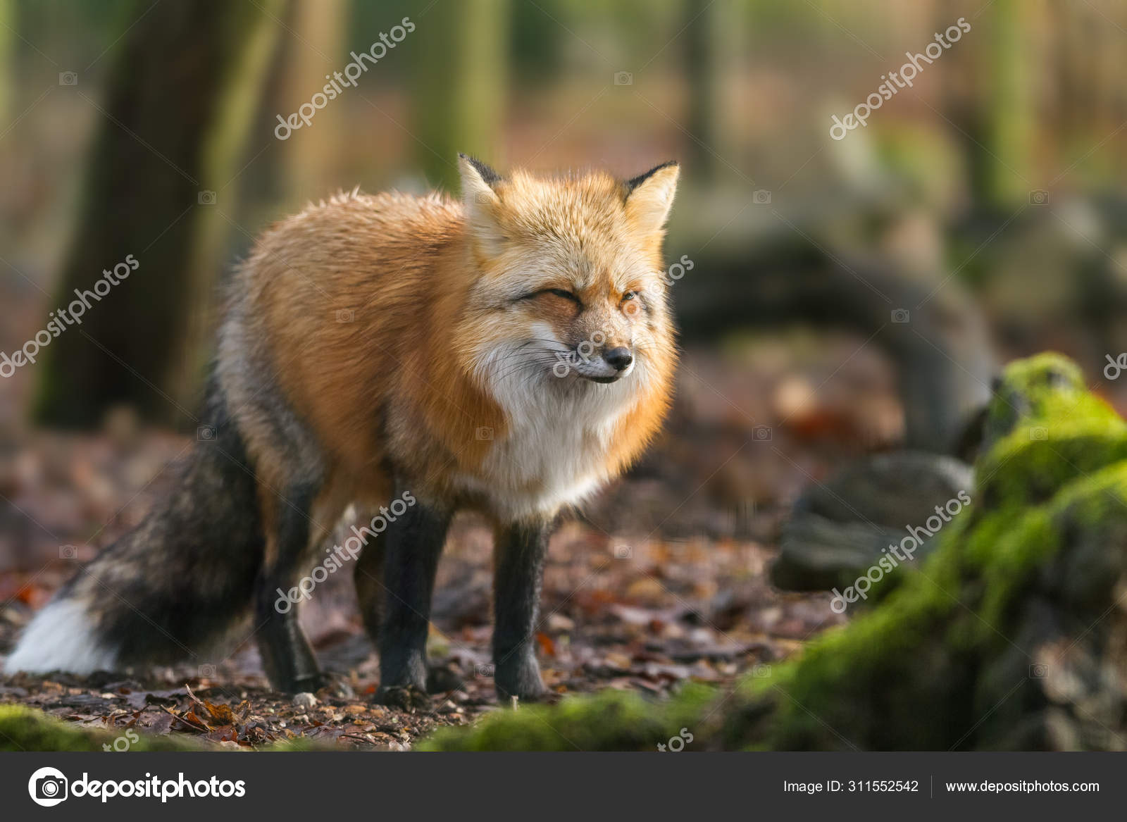 Portrait Red Fox Forest — Stock Photo © waitandshoot #311552542