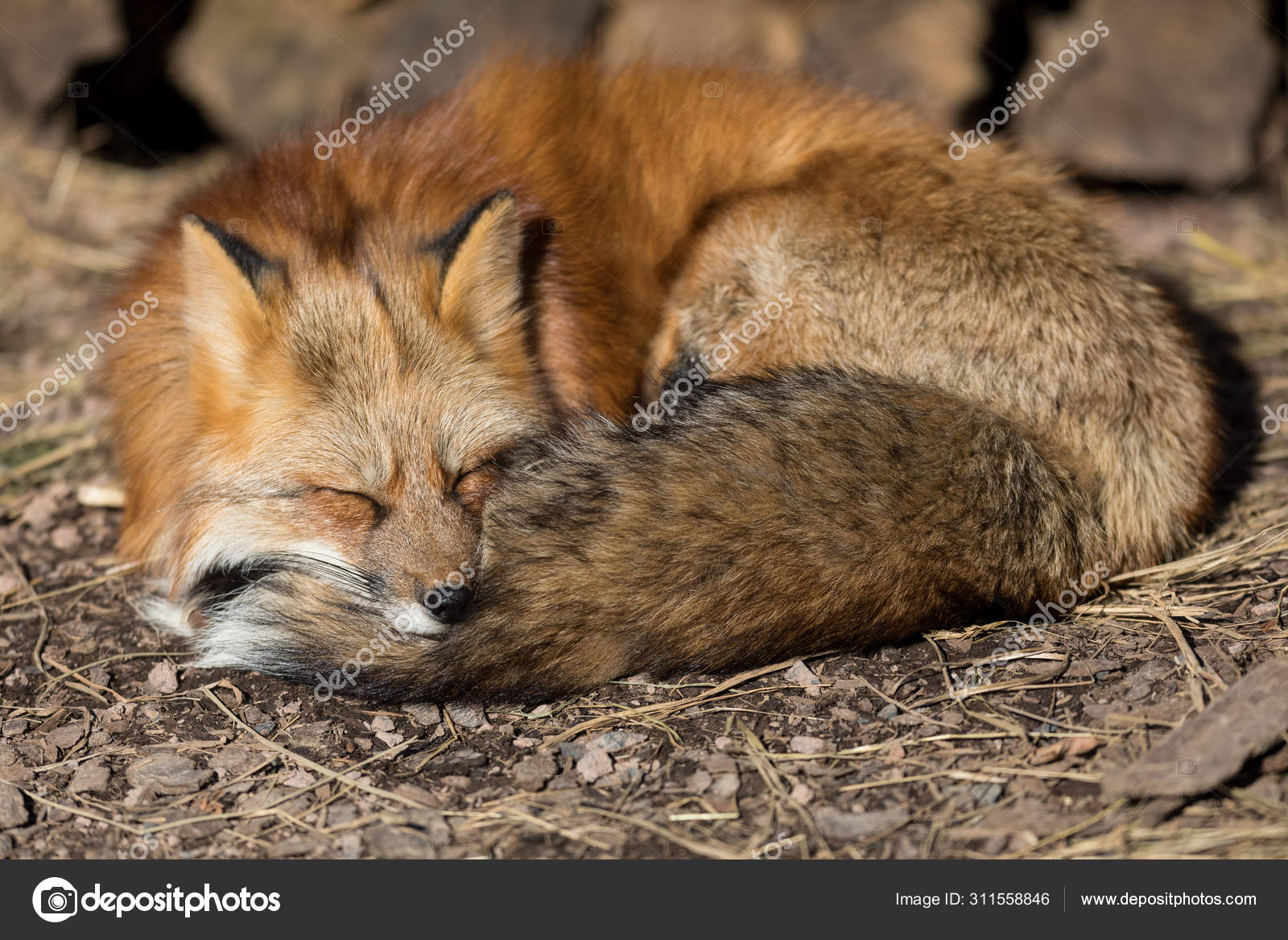 Red Fox Sleeping Forest — Stock Photo © waitandshoot #311558846