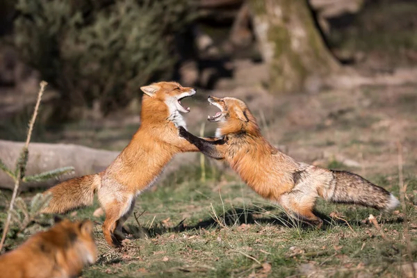 Red Fox Fight
