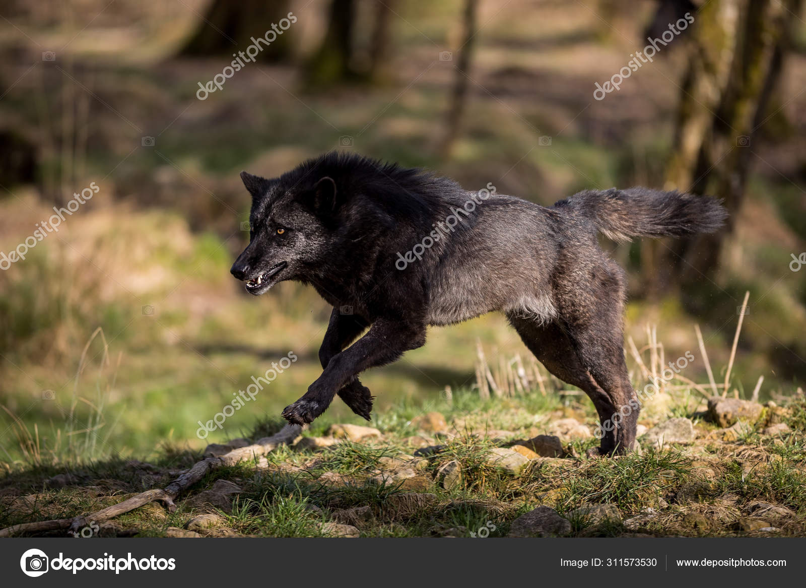 Wolves Running In Forest