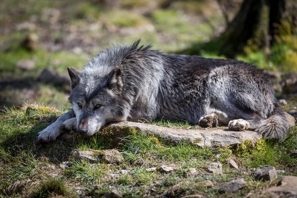 Wolf lying down Stock Photos, Royalty Free Wolf lying down Images ...