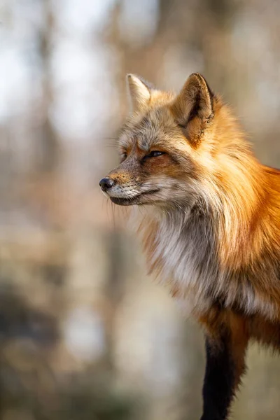 Zorro color fotos de stock, imágenes de Zorro color sin royalties ...